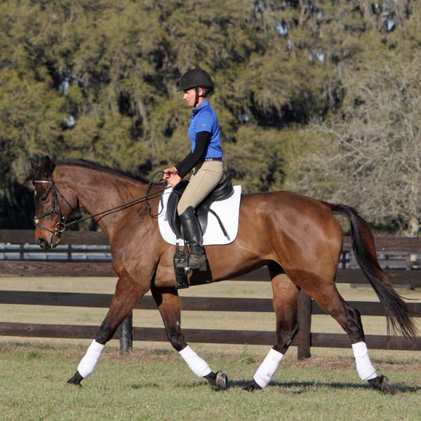 The Value of the Trot When Training. - KPP