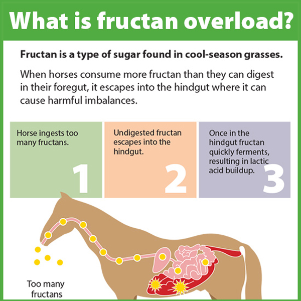 What is Fructan Overload? - KPP