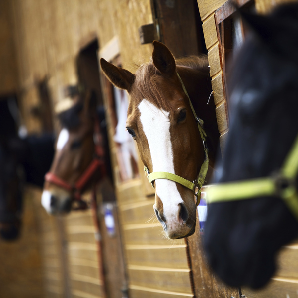 Barn Night Checks - KPP