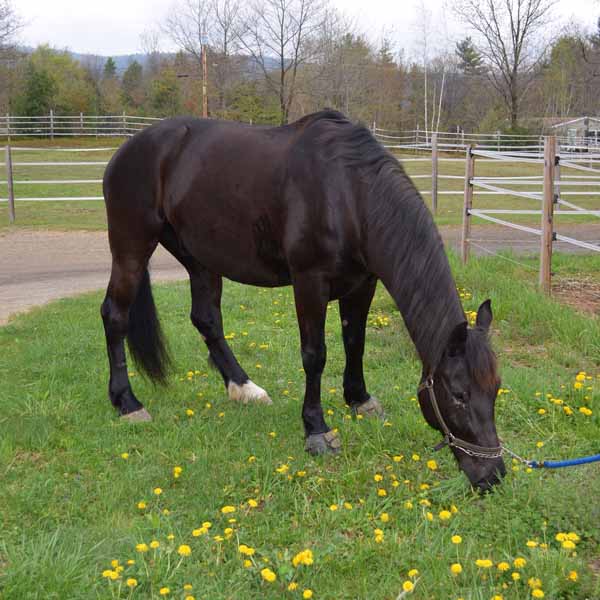 “I almost immediately noticed a difference with his gaits and how he ...