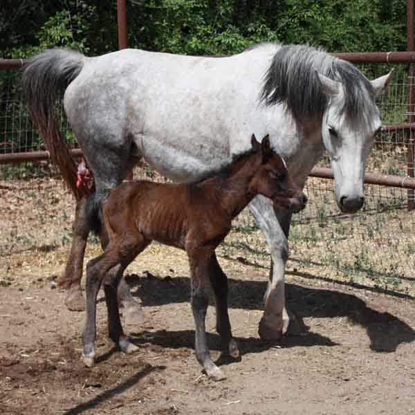 Horses Love Elevate. - KPP