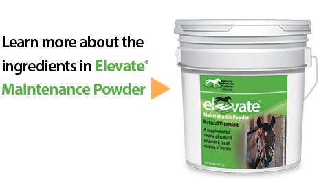 Horse Supplements and Nutrition Advice | Kentucky Performance Products