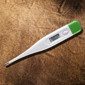 Horse Vital Signs Part 1 – What Is My Horse’s Normal Temperature? - KPP