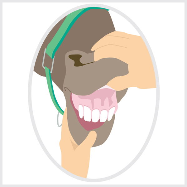 Capillary refill time (CRT) and hydration skin pinch test in horses ...