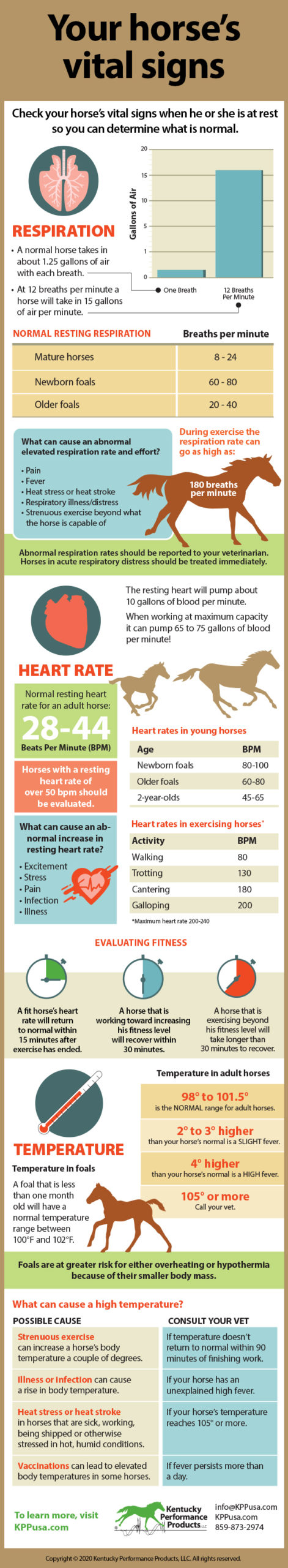 Do You Know What Your Horse s Vital Signs Should Be KPP