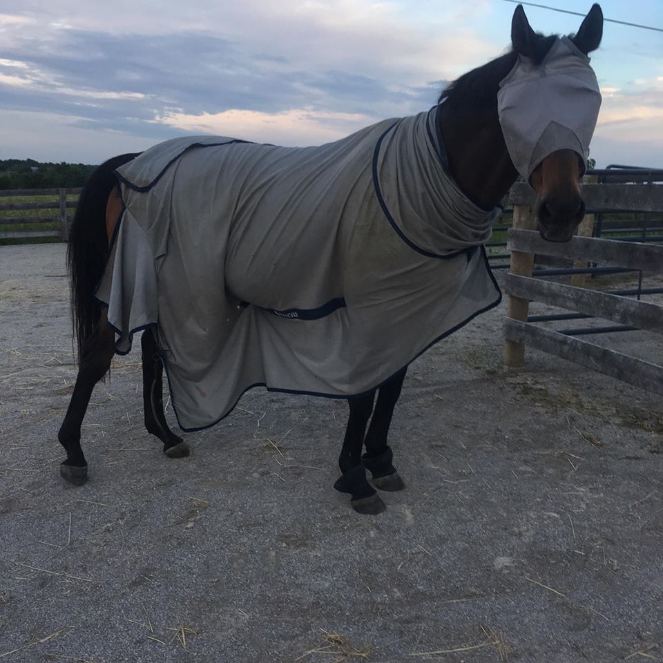 Malfunctioning fly sheet edition - KPP