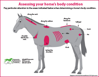 Is your horse ready for winter? - KPP
