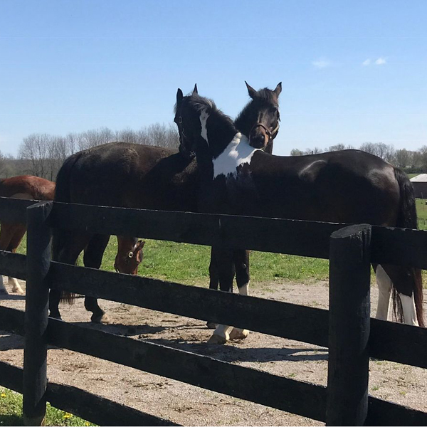 Socializing speeds recovery for horses after exertion - KPP