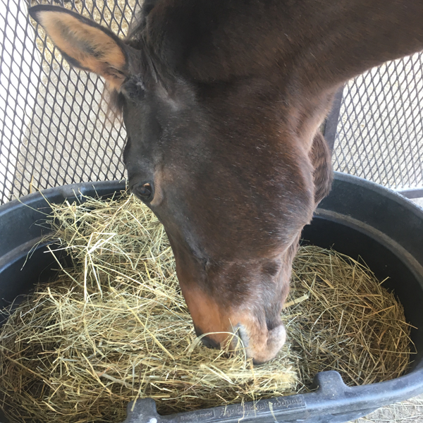 How to eat hay 101 - KPP