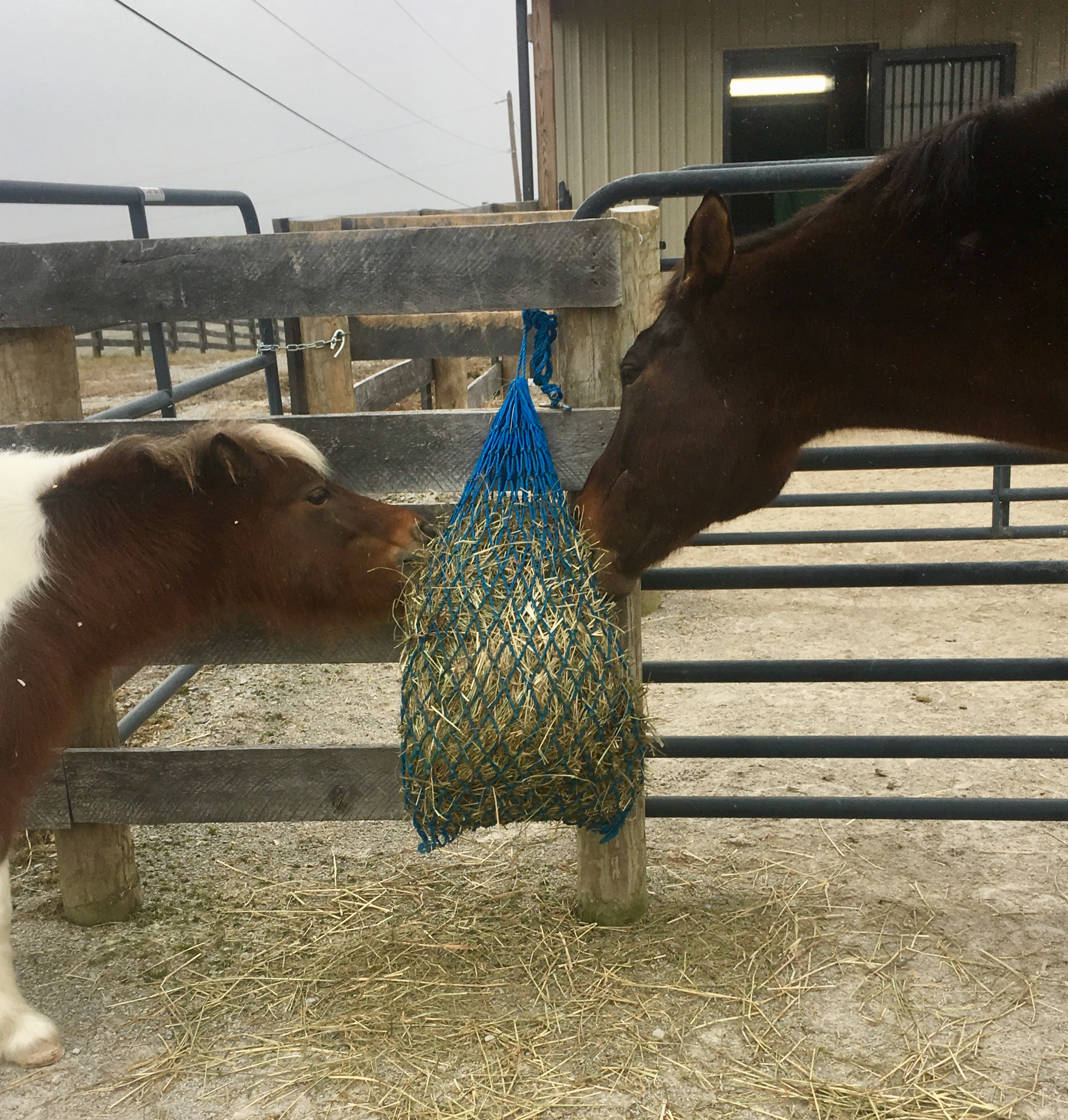 Where did Mocha go? - KPP