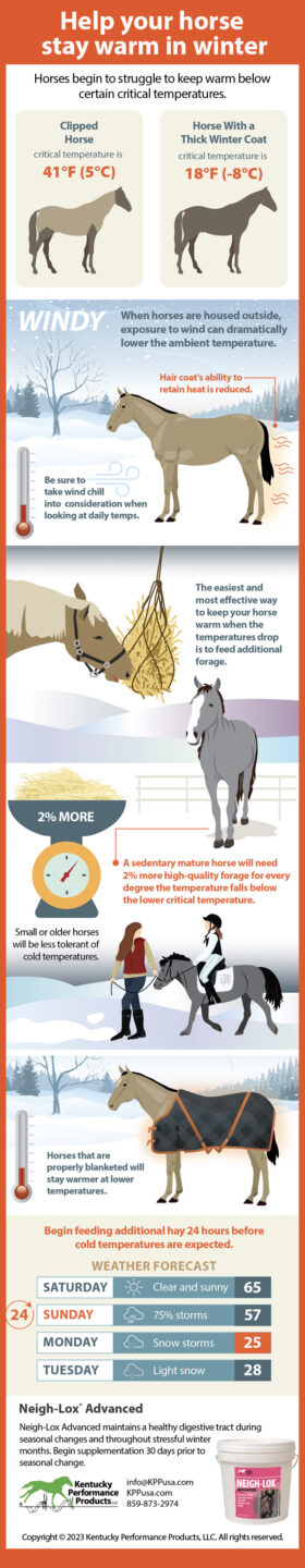 How to help your horse stay warm in winter - KPP