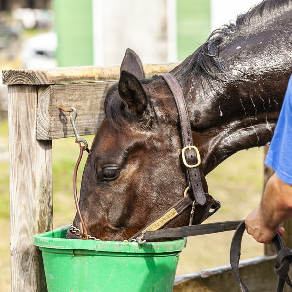 Lower the Risk of Dehydration in Your Horse - KPP
