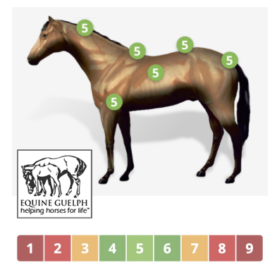 Learn how to Body Condition Score your horse - KPP