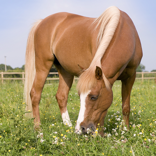 Can Clover Slobbers Hurt Your Horse? - KPP