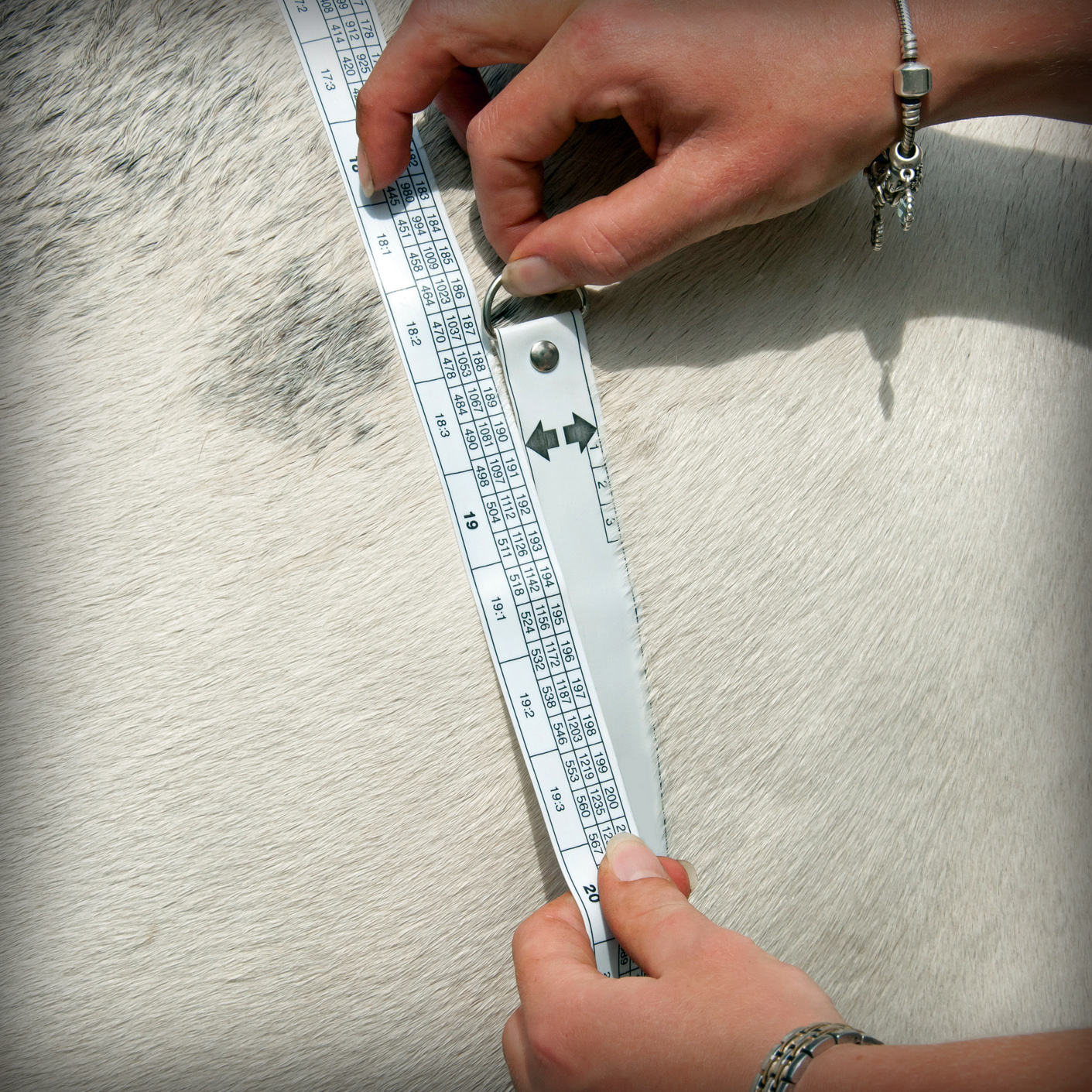 Why You Should Know Your Horse’s Weight - KPP Why You Should Know Your Horse’s Weight - KPP