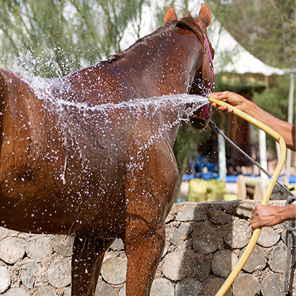 Are You Cooling Your Hot Horse Correctly? - KPP